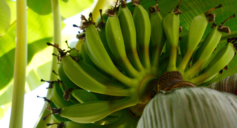 16 eksotiske frugter fra Alanya området • Alanya.Dk - Den store guide ...